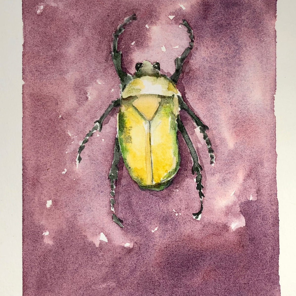 Small Watercolor Beetle Painting – Shoptiques